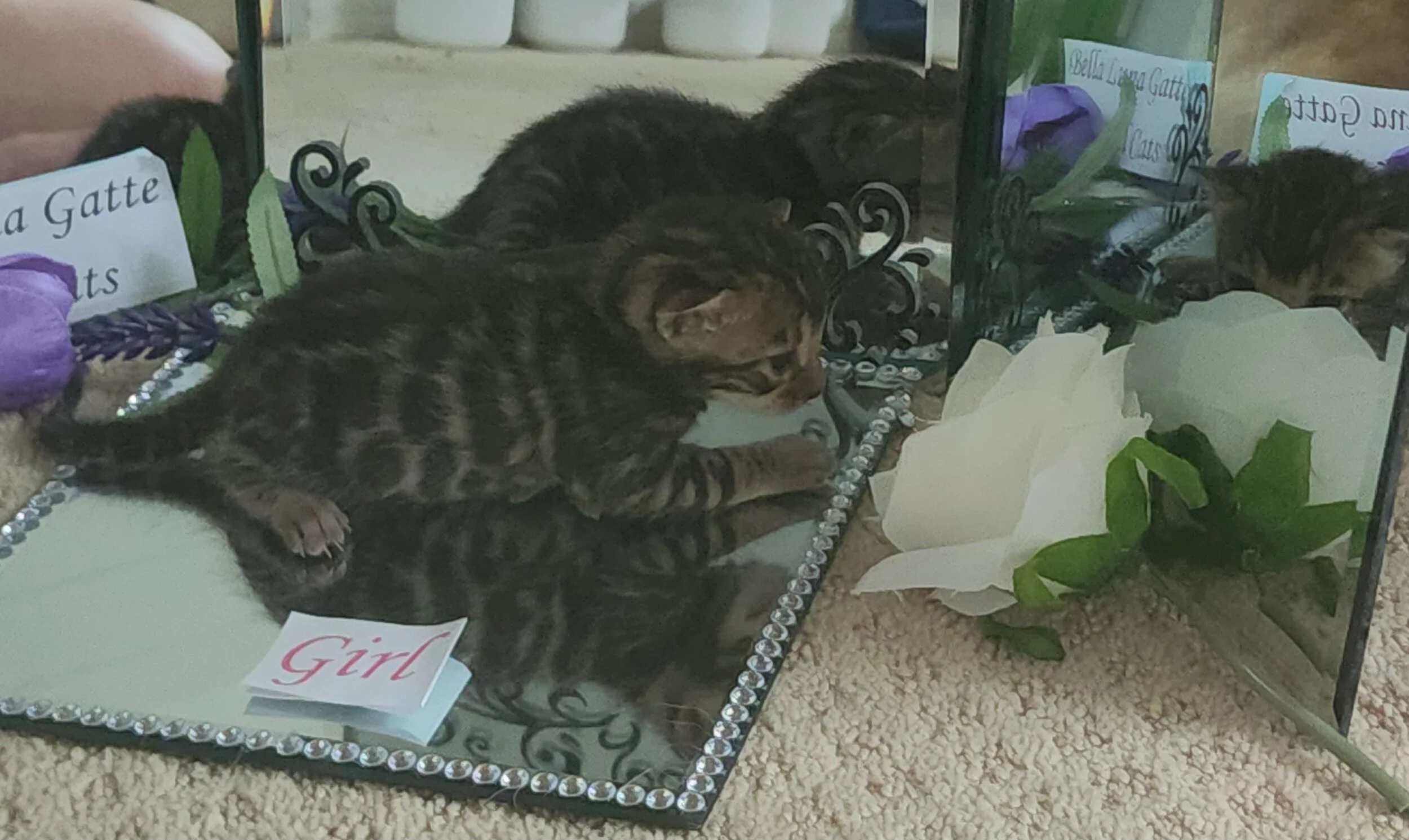Purebred TICA Registered Female Brown Rosette Bengal Kitten Available ...