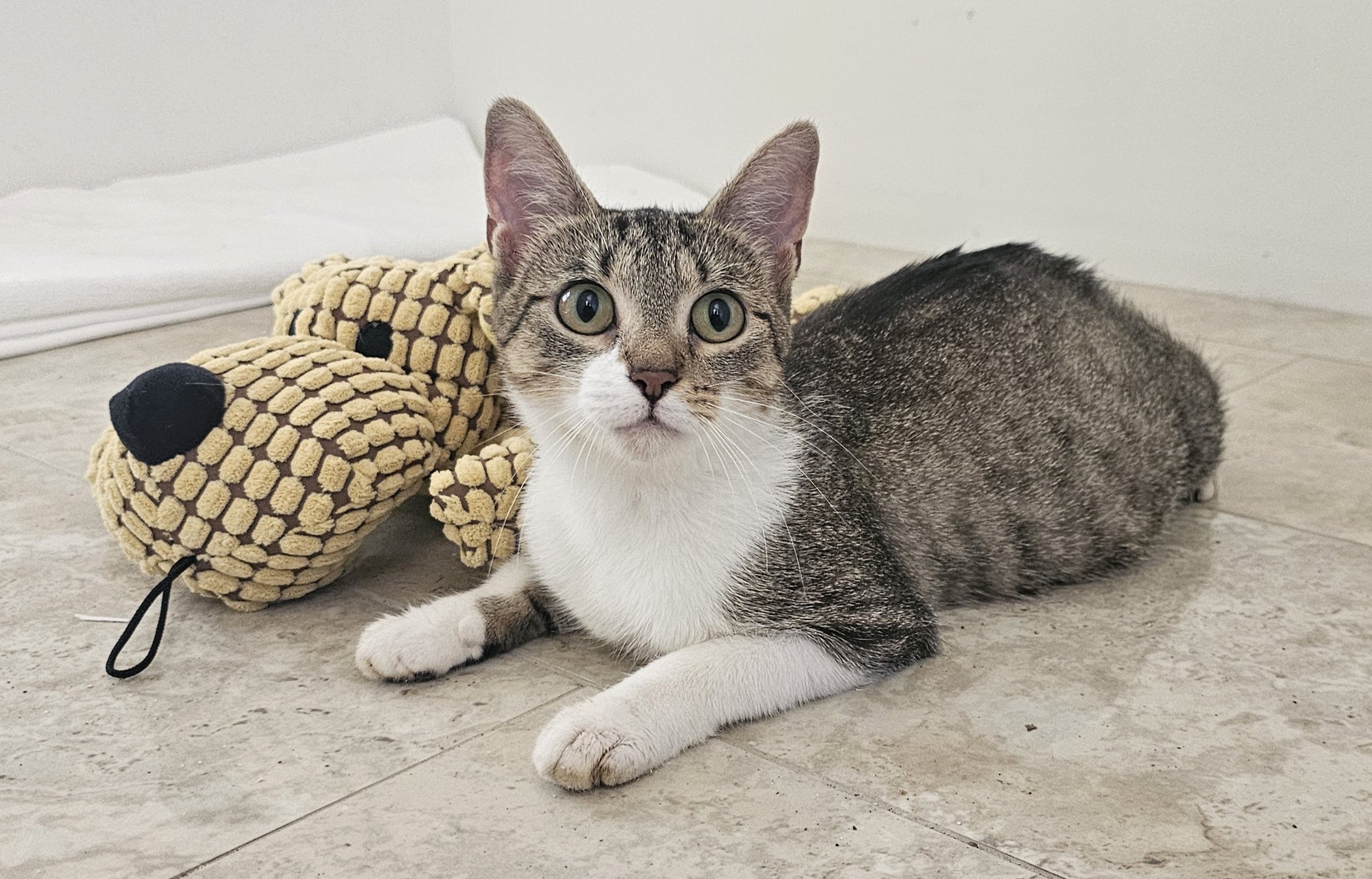 Starlight Starbright Cat Rescue — Starry Night Farm on Horseshoe Lake