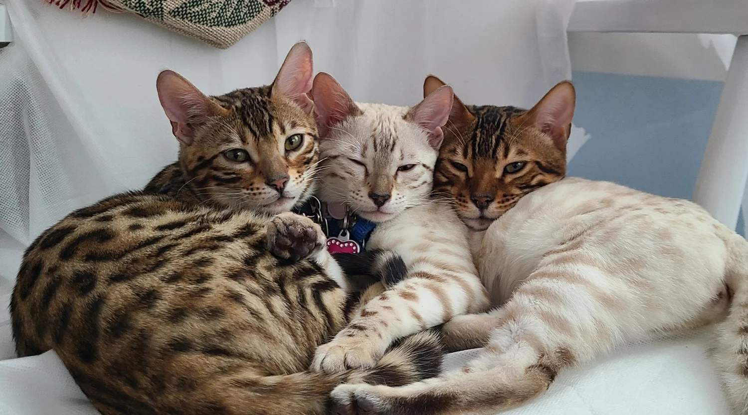 Our Bengal Family — Starry Night Farm on Horseshoe Lake