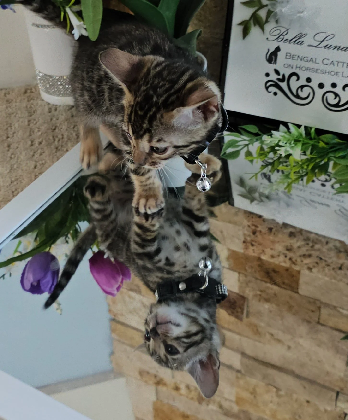 Purebred TICA Registered Female Brown Rosette Bengal Kitten Available ...