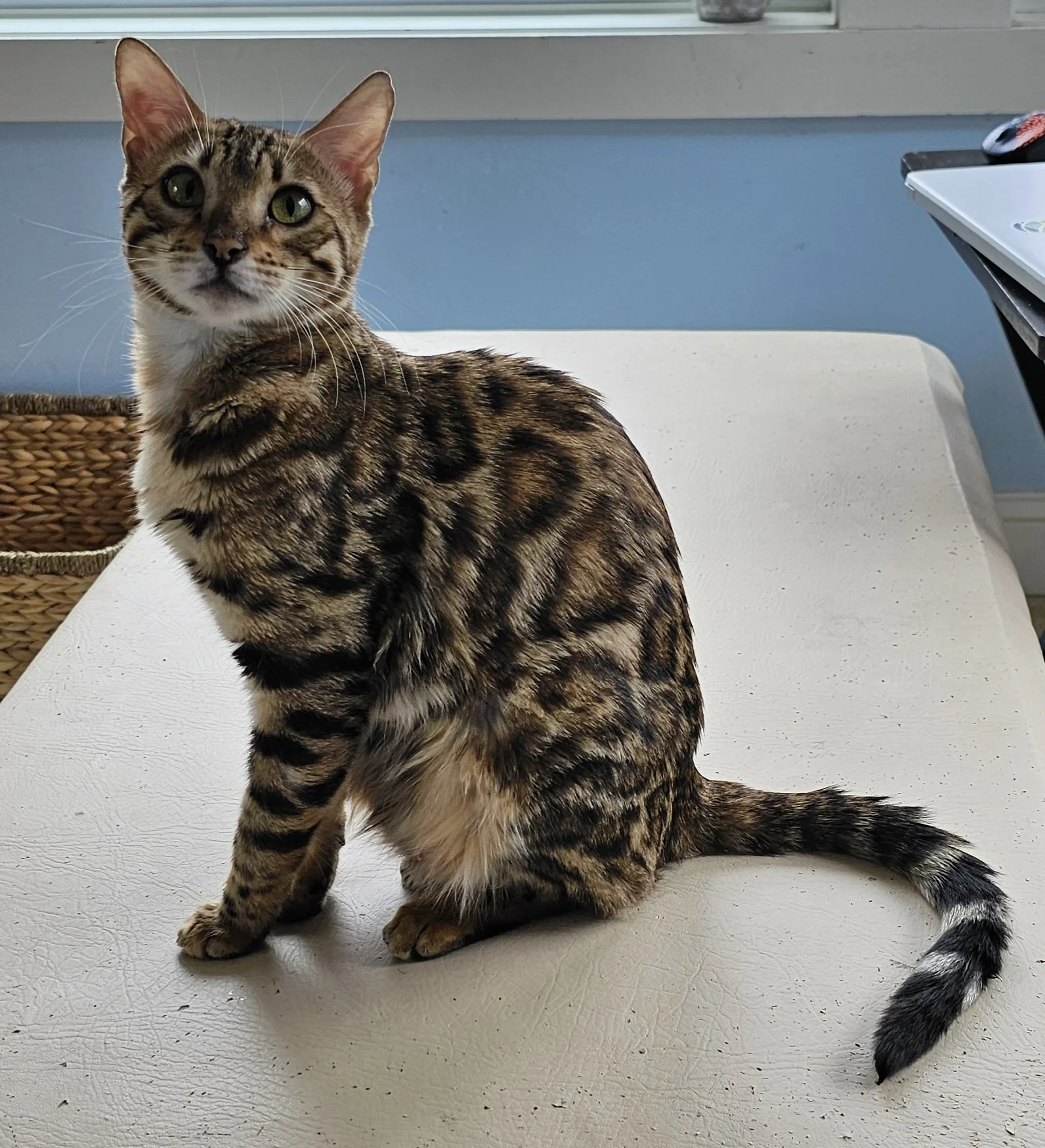 Bengal Cats and Kittens Available in Minnesota from Bella Luna Gatte ...