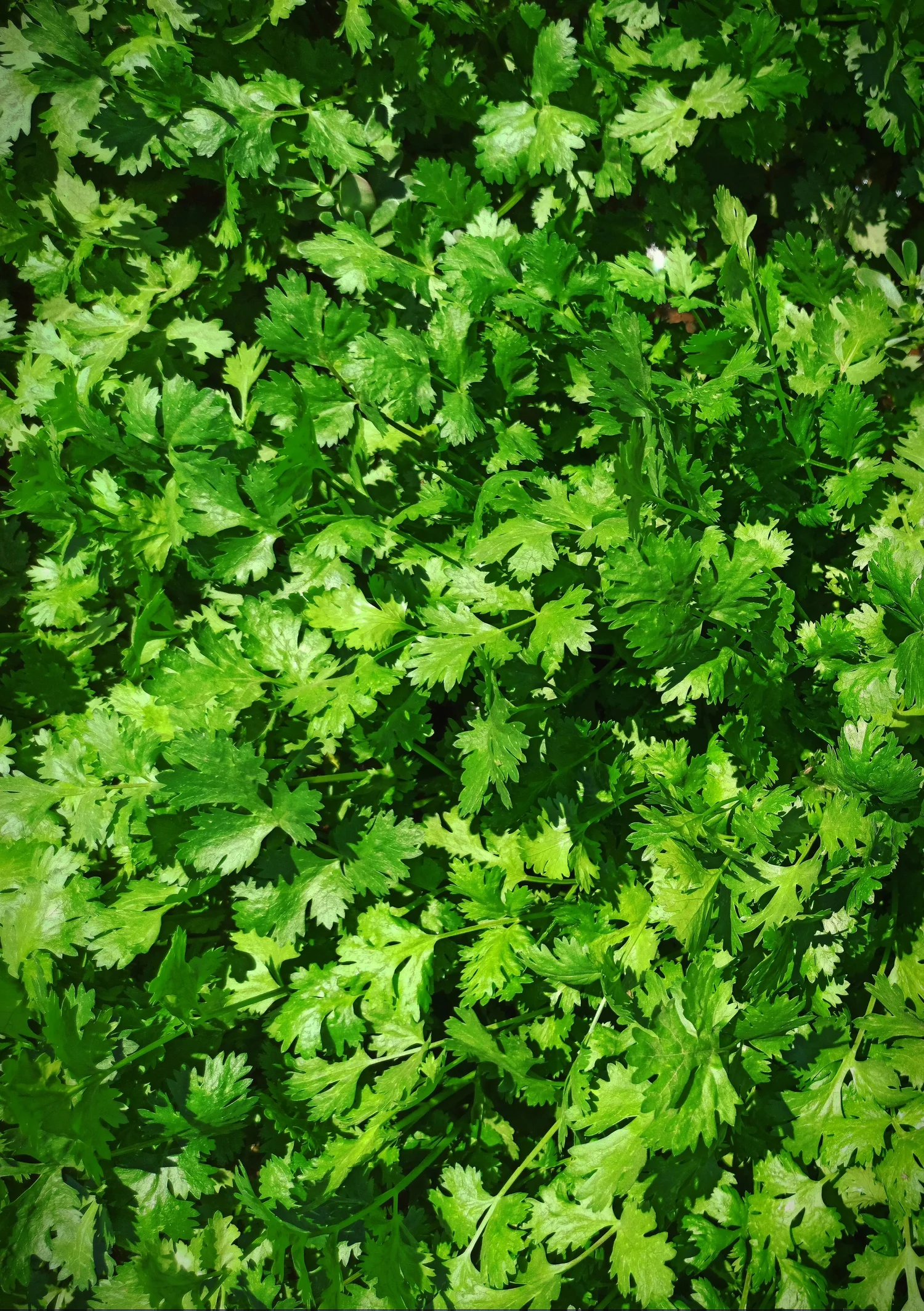 Our Produce — Four Seasons Produce & Fresh Herbs