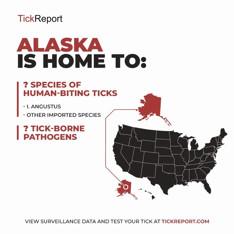 Ticks in Alaska? — MedZu Labs