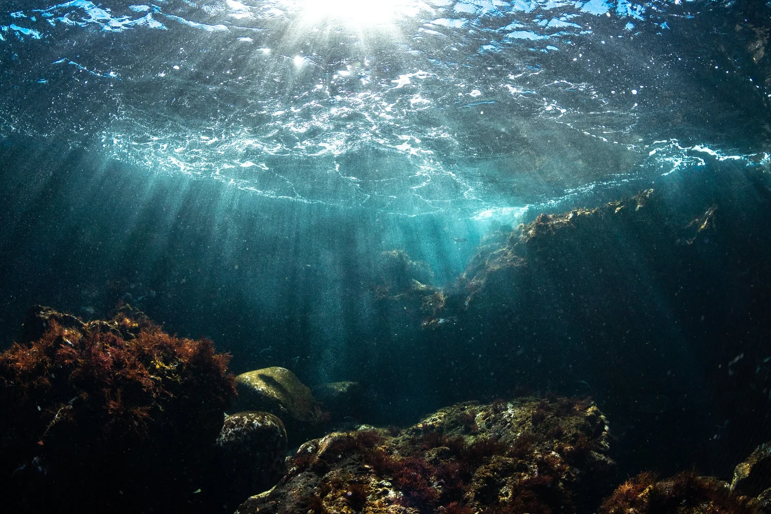 REEF Scuba | Science-Based Ocean Conservation & Policy