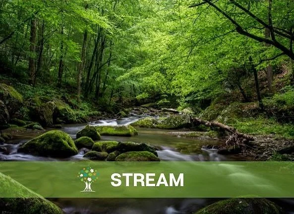 LEAF STREAM — LEAF WMC