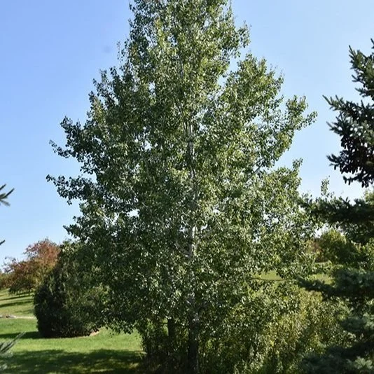 Trees & Shrubs — Landscape Garden Centers | Sioux Falls, SD