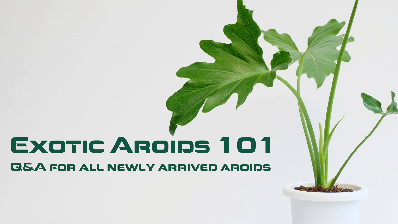 Exotic Aroids 101 Workshop | October 21, 2023 — Landscape Garden ...