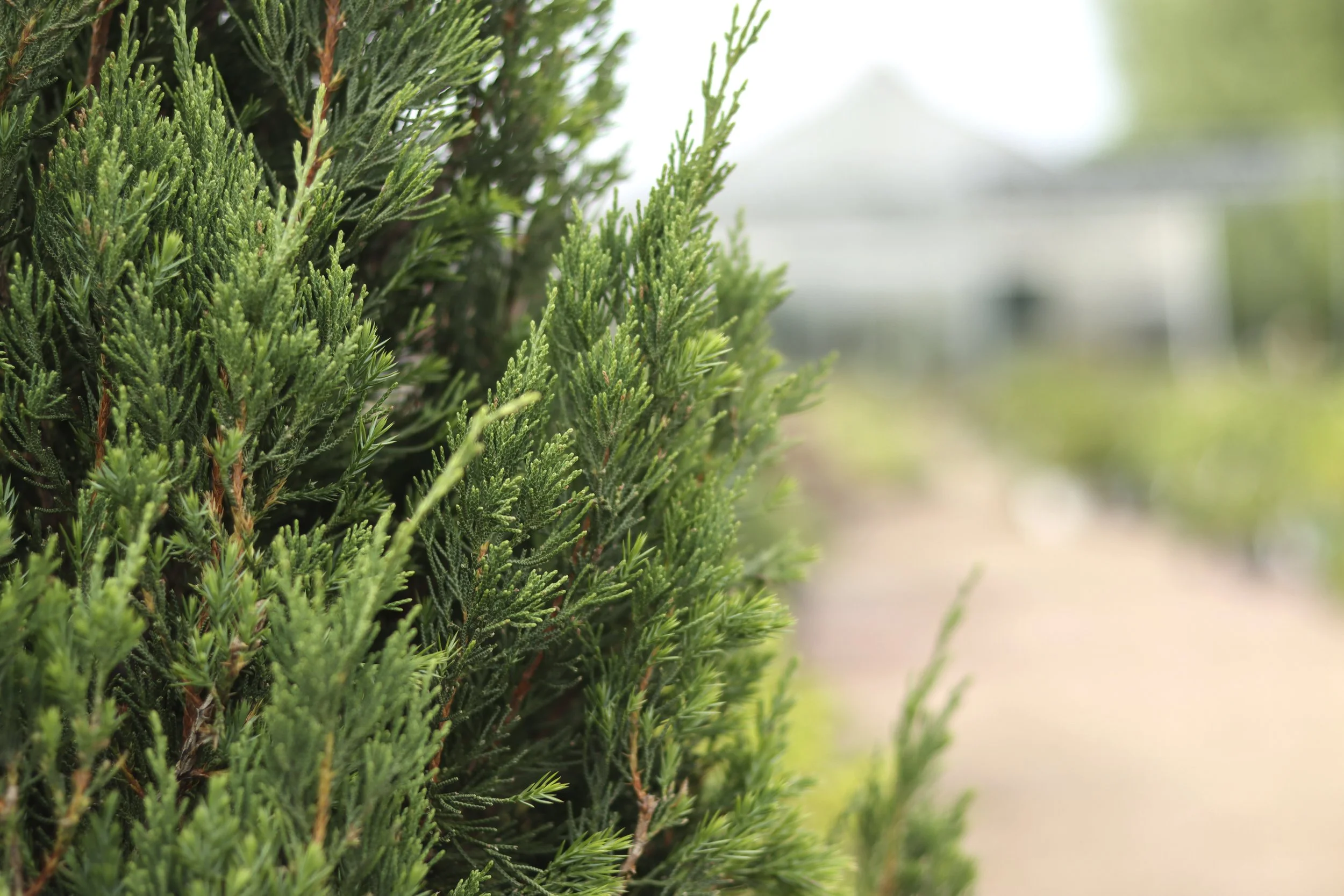 Trees & Shrubs — Landscape Garden Centers | Sioux Falls, SD