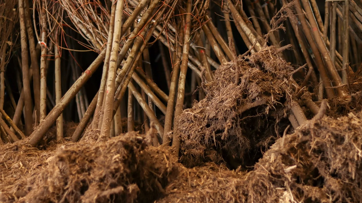 Bare Root Trees For Sale — Landscape Garden Centers | Sioux Falls, SD