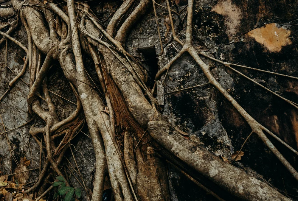 Bare Root Trees For Sale — Landscape Garden Centers | Sioux Falls, SD