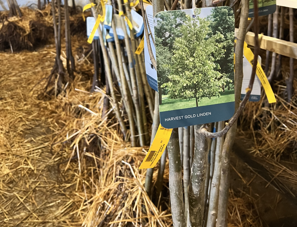 Bare Root Trees For Sale — Landscape Garden Centers | Sioux Falls, SD