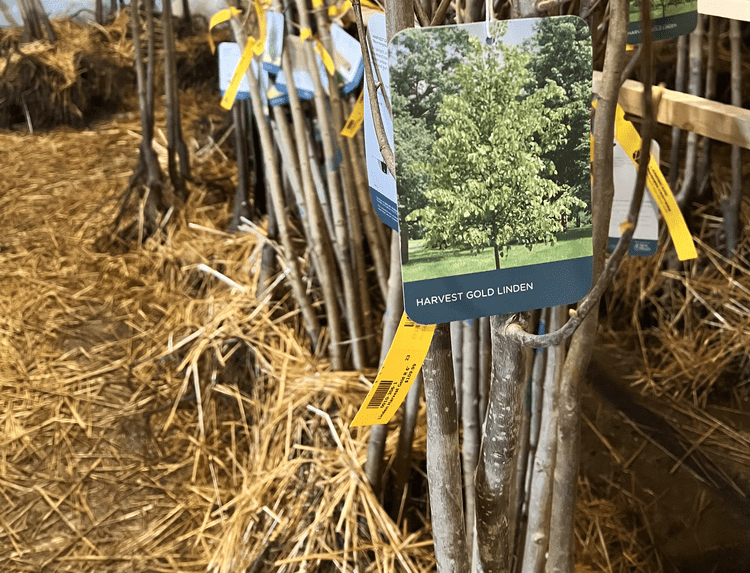Bare Root Trees For Sale — Landscape Garden Centers | Sioux Falls, SD