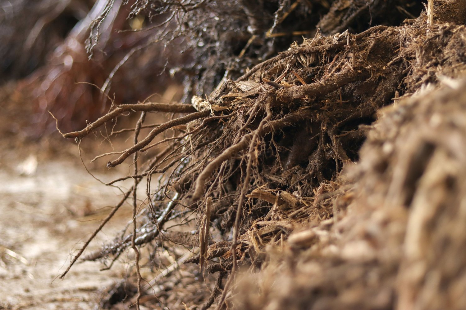 Bare Root Trees For Sale — Landscape Garden Centers | Sioux Falls, SD