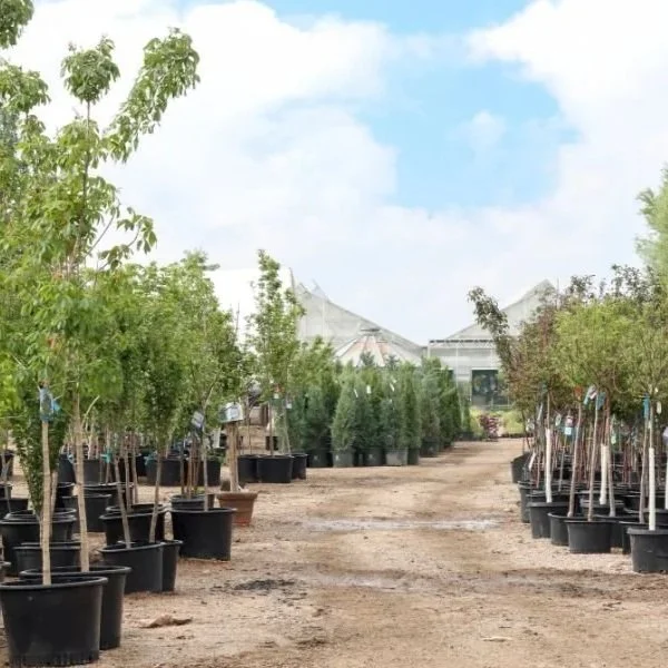 Trees & Shrubs — Landscape Garden Centers | Sioux Falls, SD