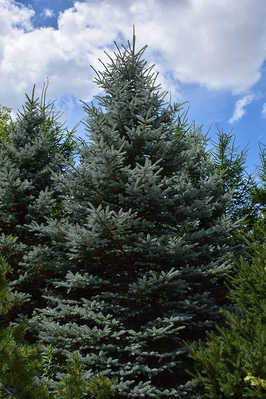 Trees & Shrubs — Landscape Garden Centers | Sioux Falls, SD