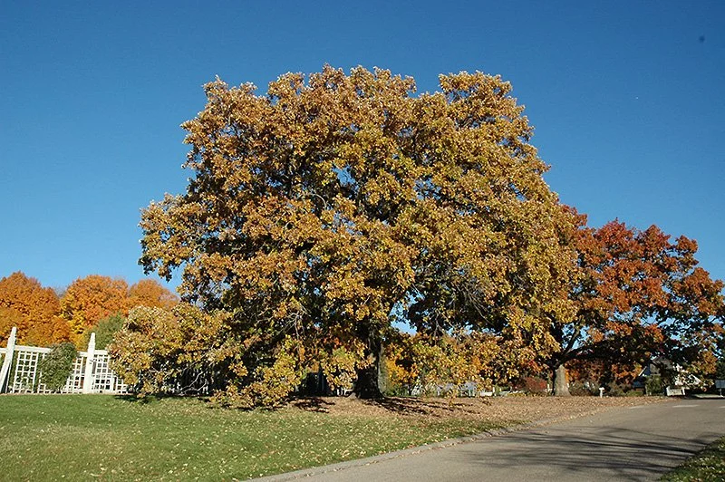 Trees & Shrubs — Landscape Garden Centers | Sioux Falls, SD