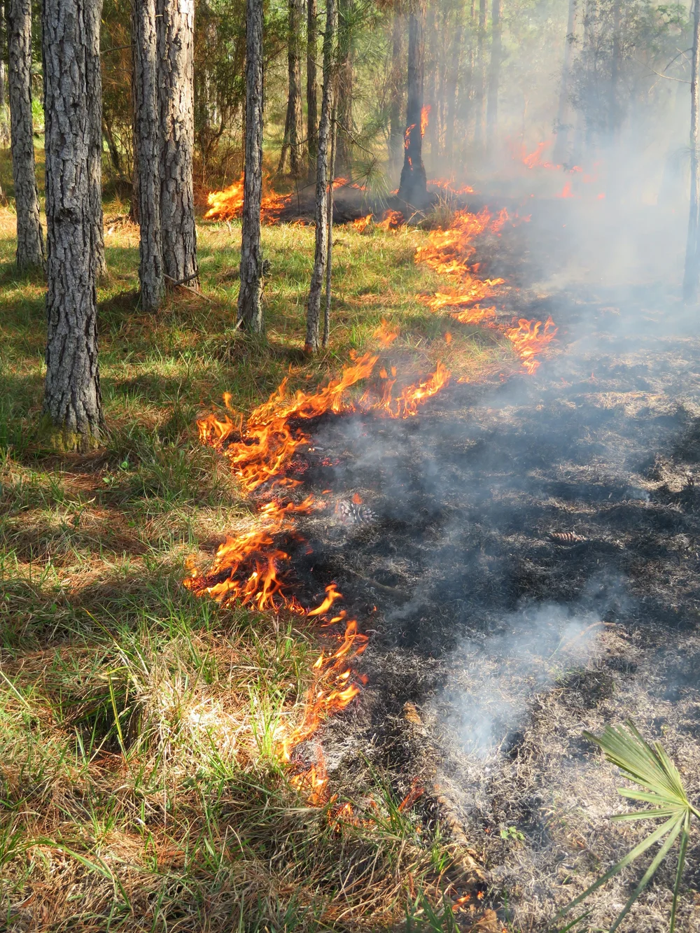 North Florida Prescribed Burn Association