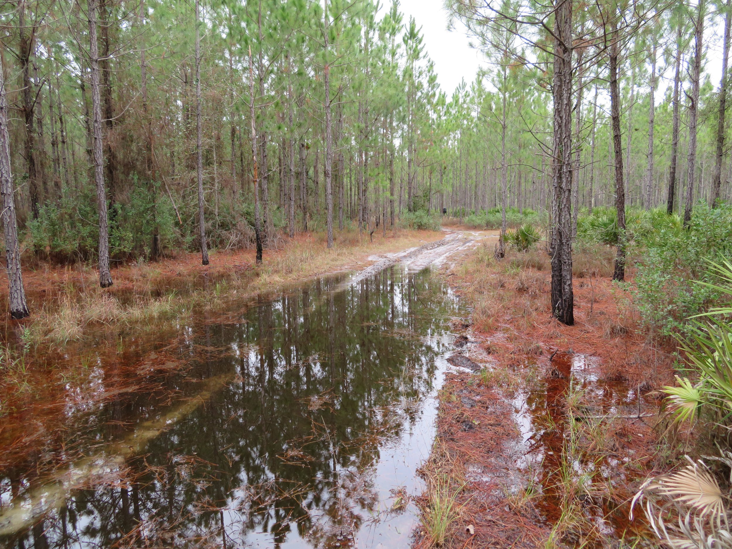 Typical Prescribed Burn Process — North Florida Prescribed Burn Association