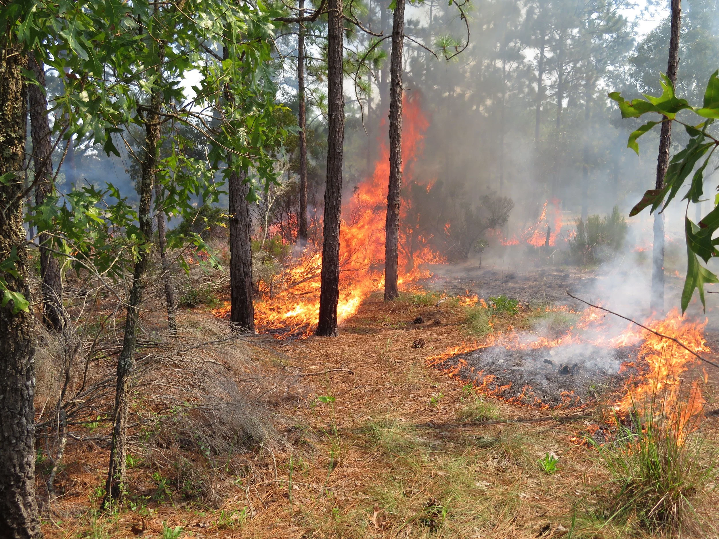Mission and History — North Florida Prescribed Burn Association