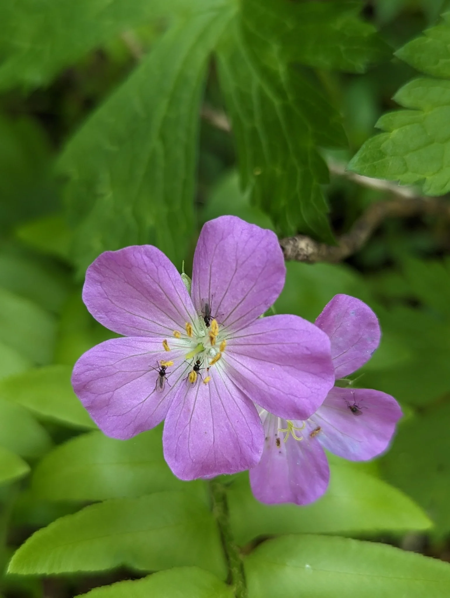 Ohio Native Concepts — Ohio Native Concepts LLC