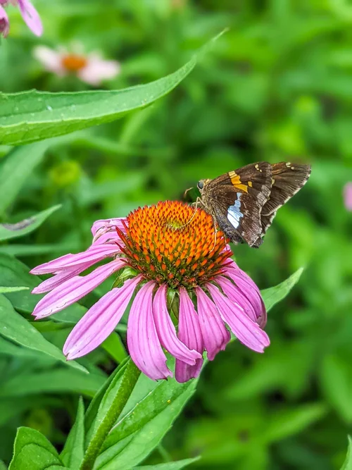 Ohio Native Concepts LLC | Create Ecological Landscapes Today