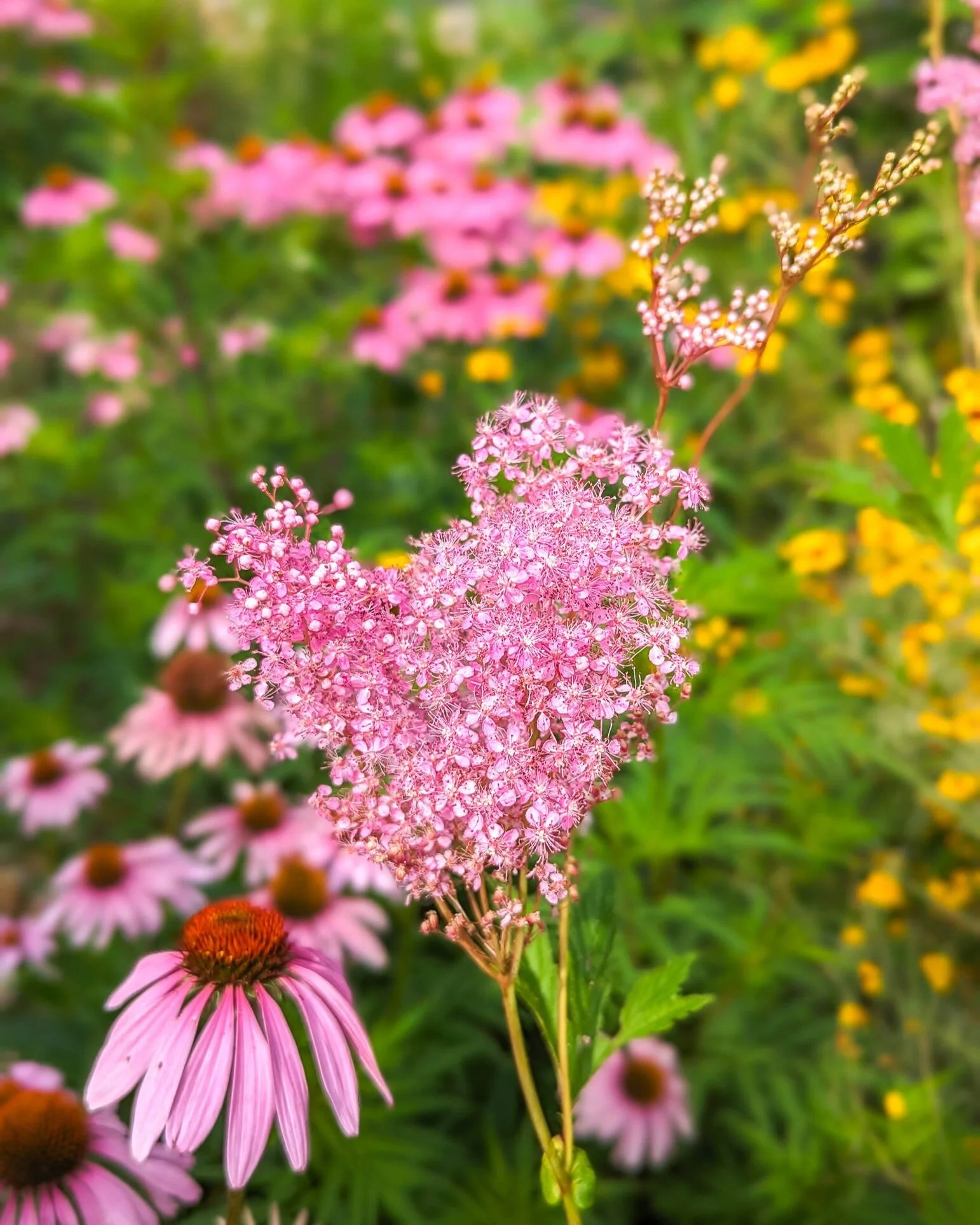 Ohio Native Concepts — Ohio Native Concepts LLC