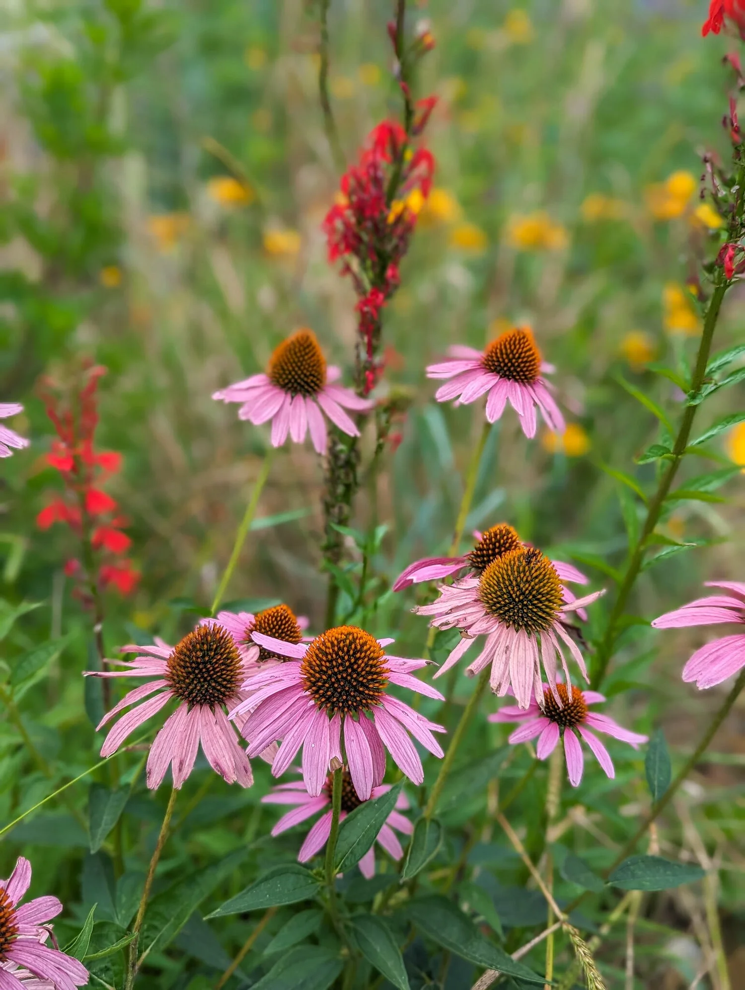 Ohio Native Concepts LLC | Create Ecological Landscapes Today