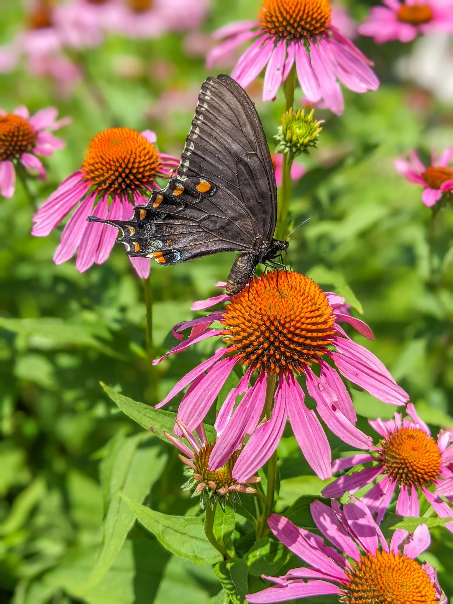 Ohio Native Concepts — Ohio Native Concepts LLC