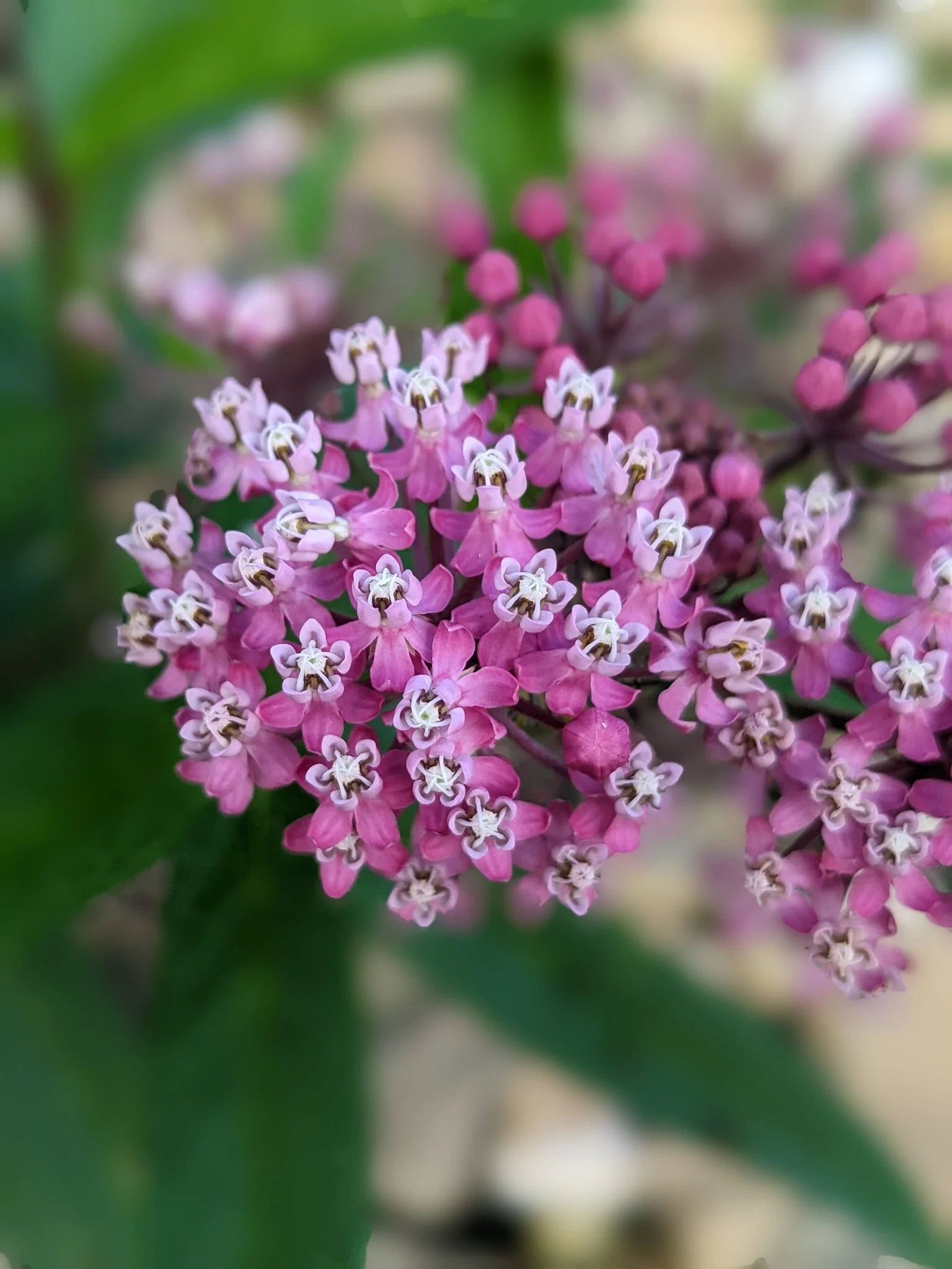 Ohio Native Concepts — Ohio Native Concepts LLC