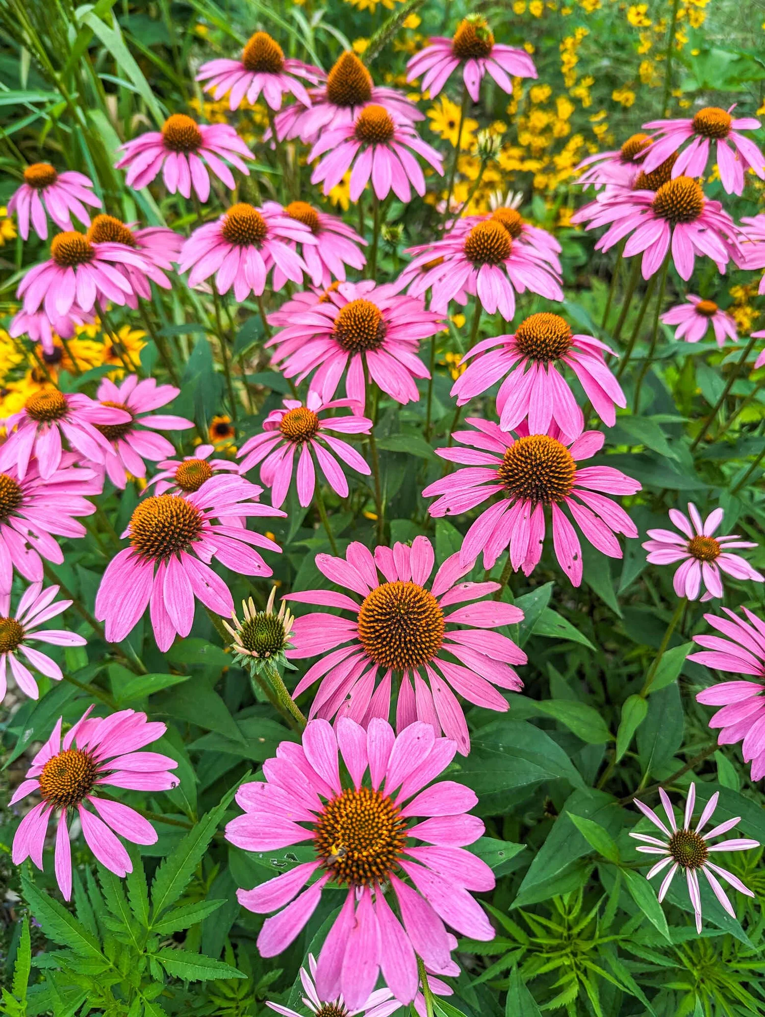 Ohio Native Concepts — Ohio Native Concepts LLC