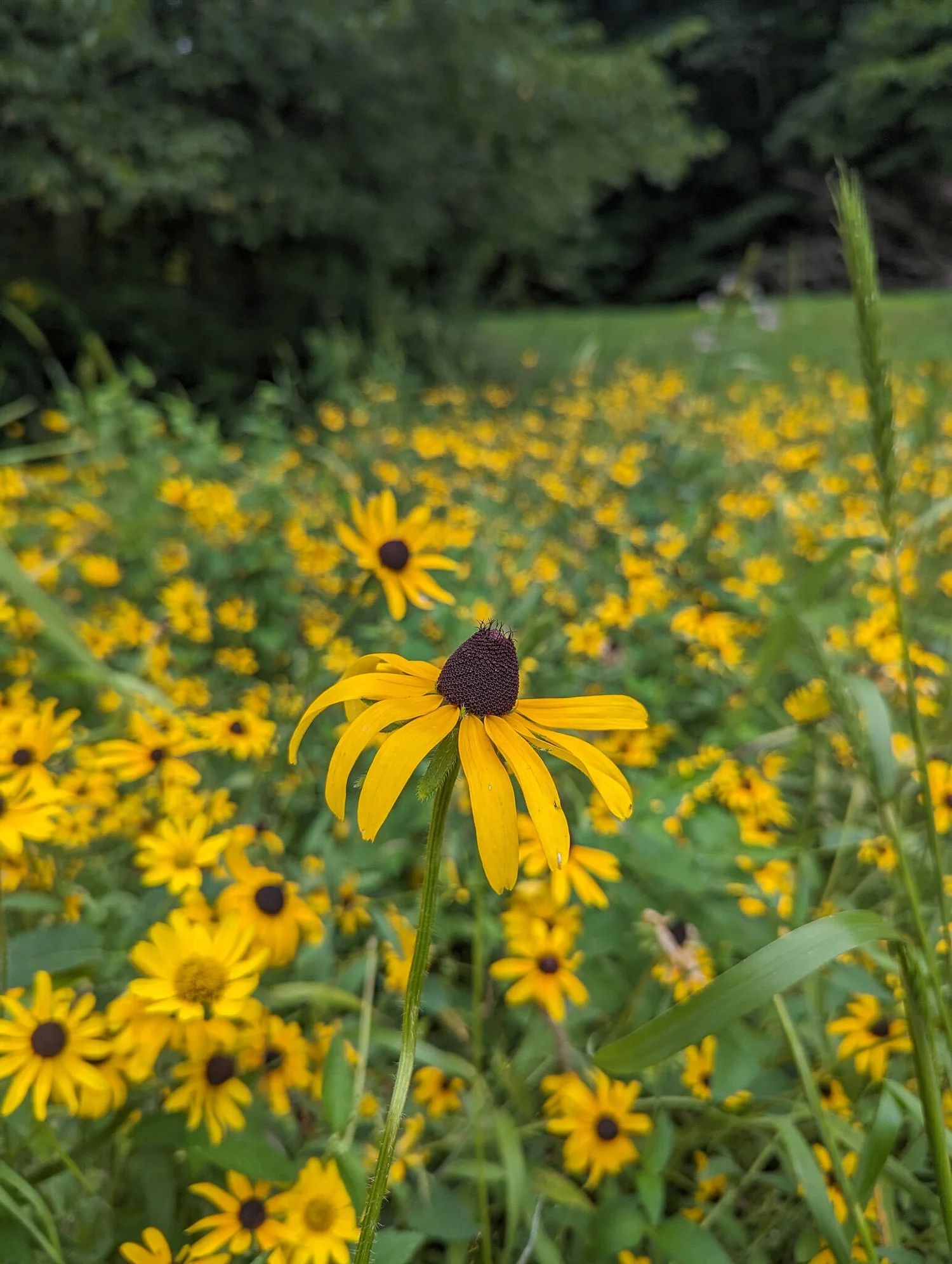 Ohio Native Concepts LLC | Create Ecological Landscapes Today