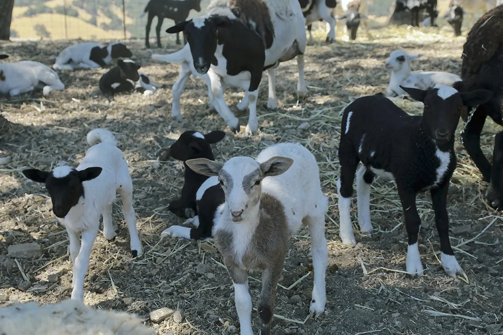 Limit Up Lamb Farm Club | Paso Robles, California | Wine Tasting Events ...