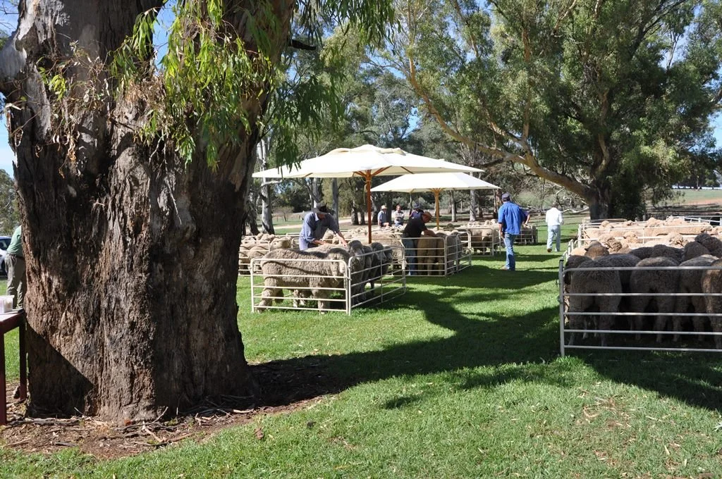 Stud Calendar — Moorundie Park