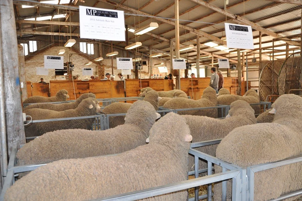 Stud Calendar — Moorundie Park