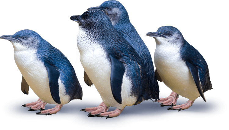 Blue Penguins Pukekura | Wildlife Tours - Dunedin
