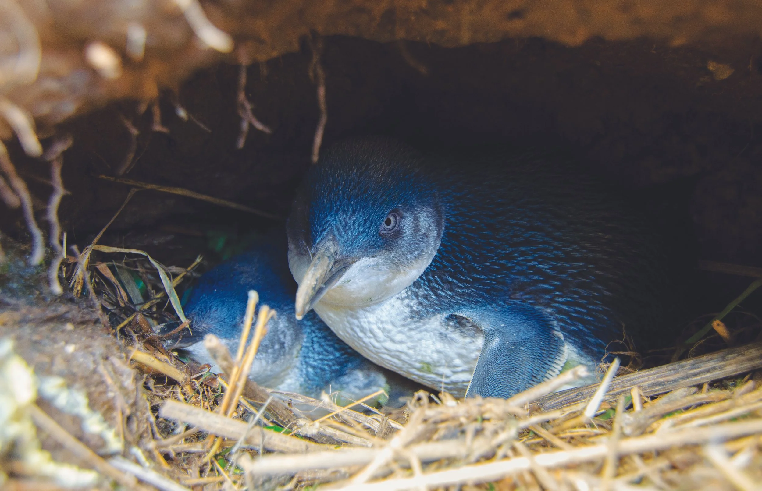 OUR TOURS — Blue Penguins Pukekura