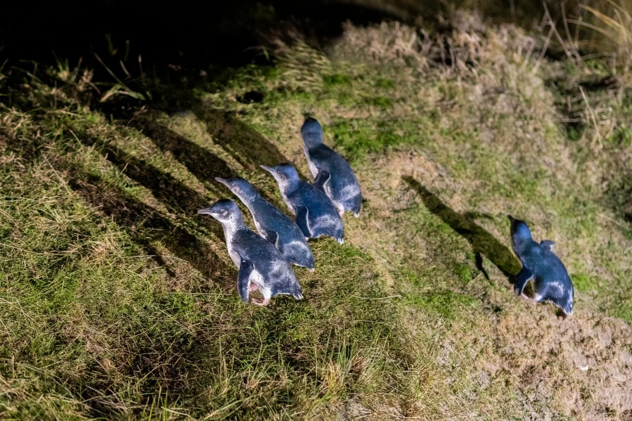 Peninsula Penguins — Blue Penguins Pukekura