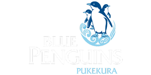 Otago Peninsula In-Depth Tour and Blue Penguins Pukekura Experience ...