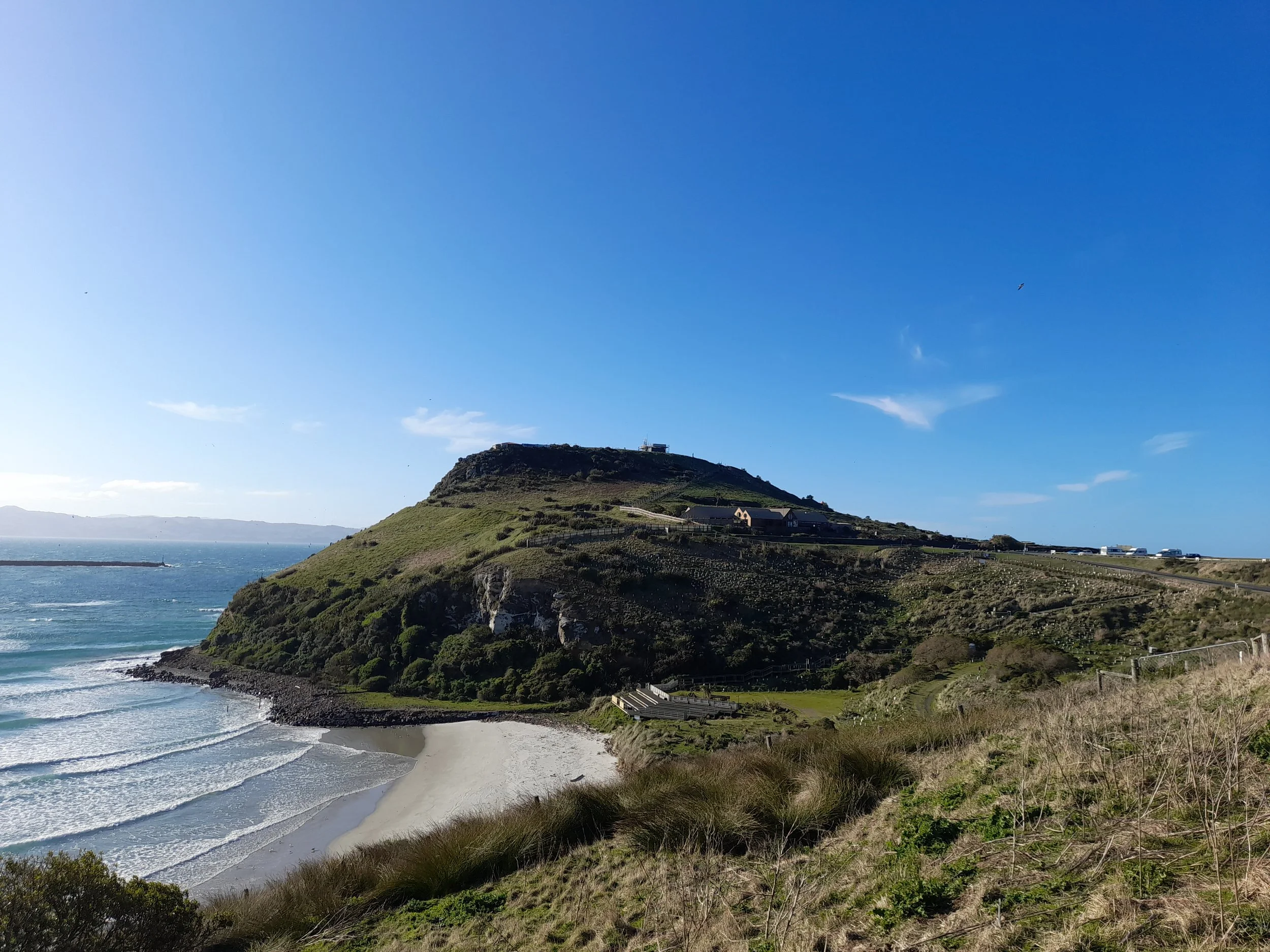 Otago Peninsula In-Depth Tour and Blue Penguins Pukekura Experience ...