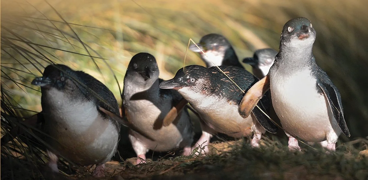 Blue Penguins Pukekura | Wildlife Tours - Dunedin