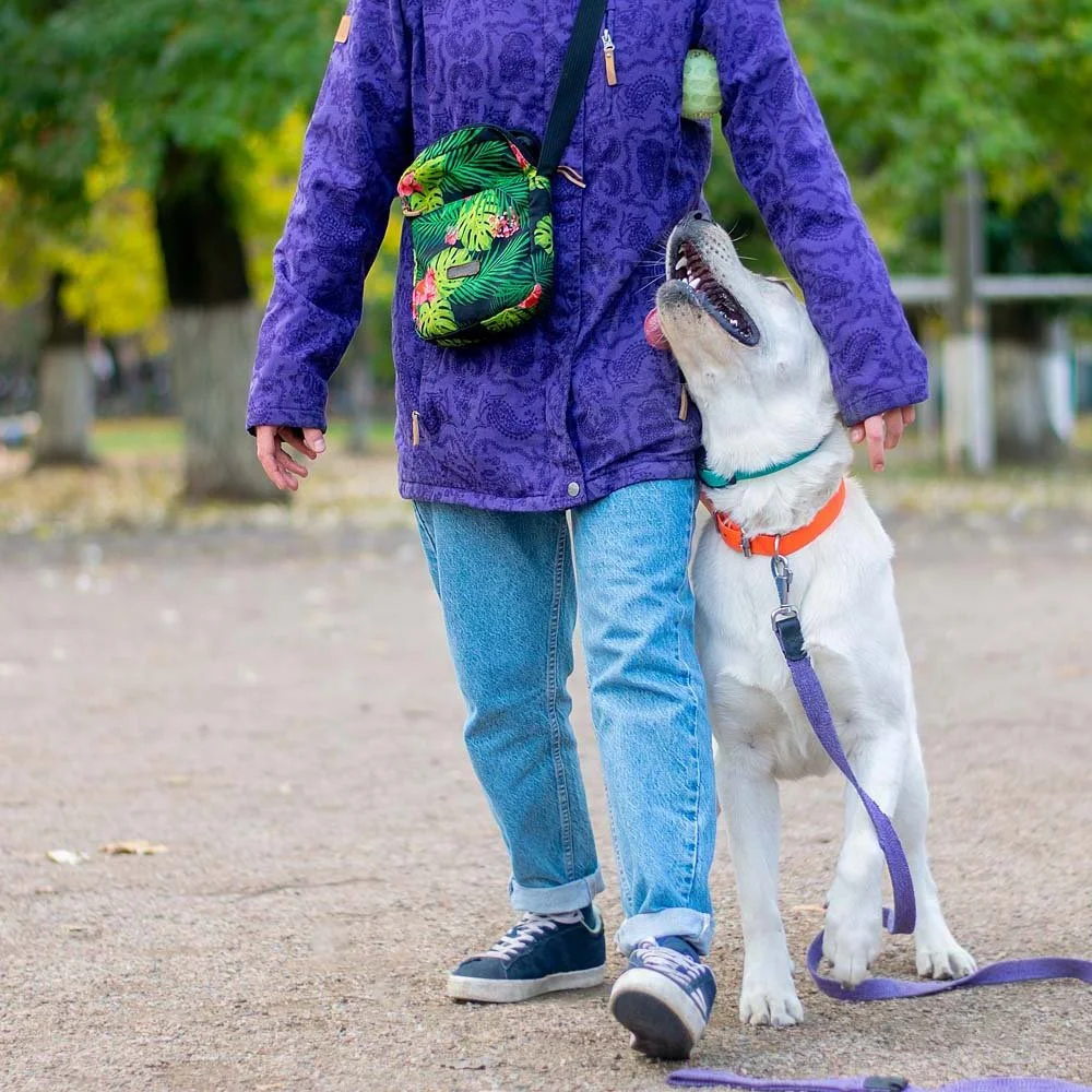 Classes — Black Dog Training