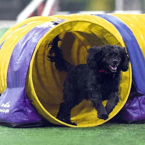 Classes — Black Dog Training