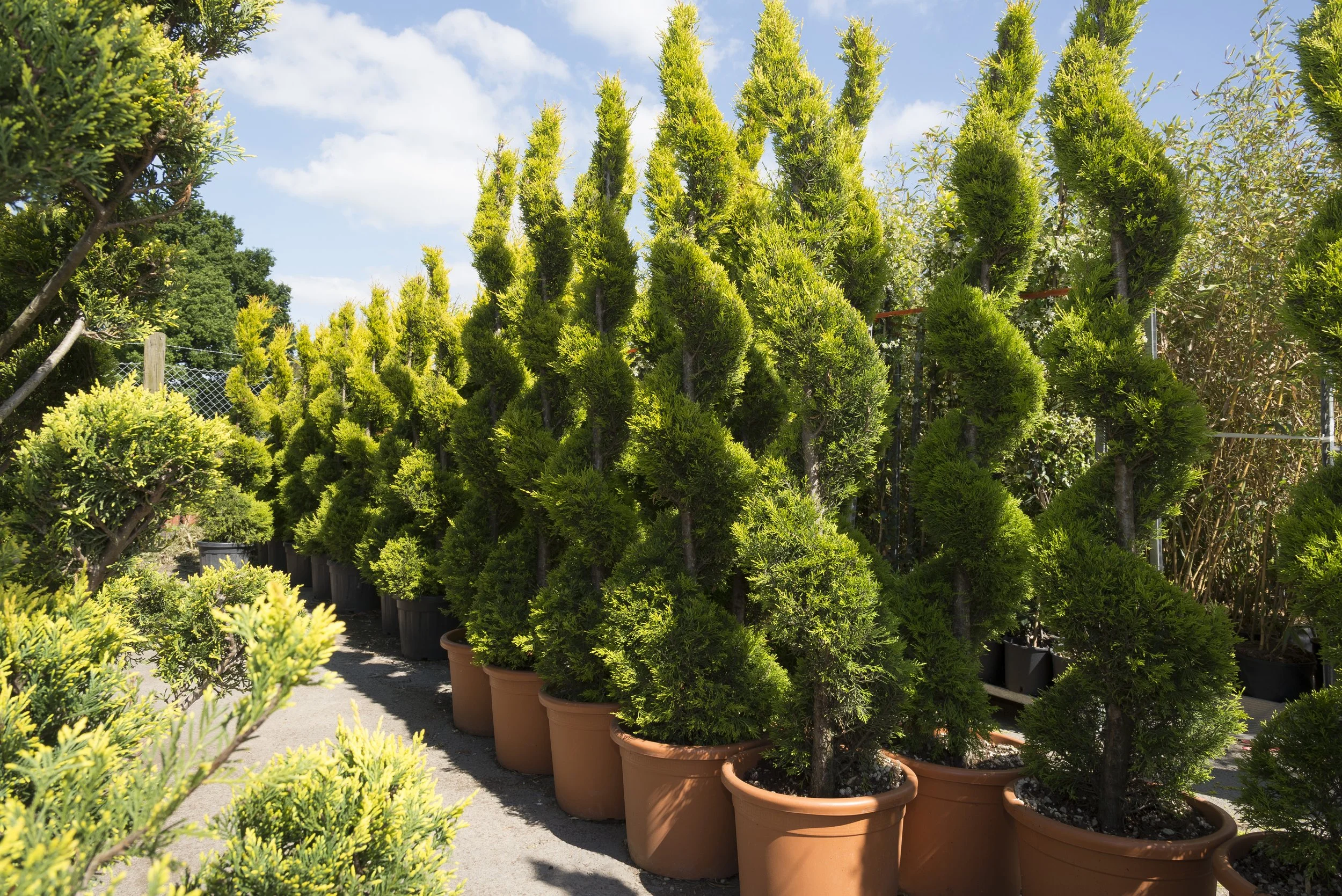 Allensmore Nurseries - High Quality Wholesale Plants