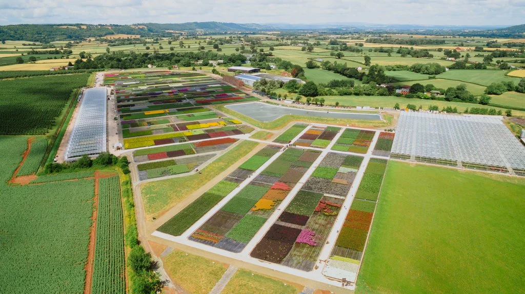 Allensmore Nurseries - High Quality Wholesale Plants