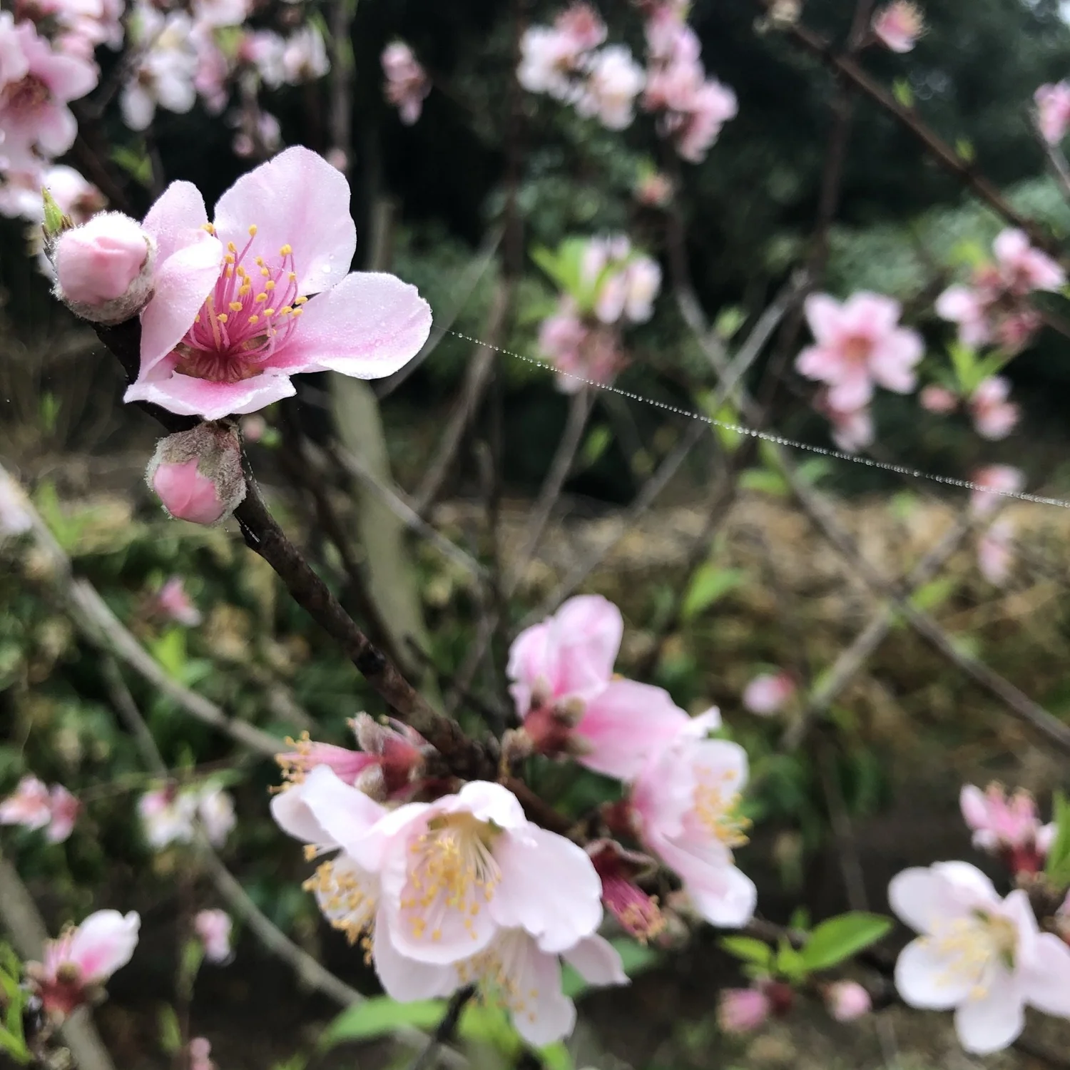 February Garden: What to Plant in Zone 9 — The Bee & the Blossom