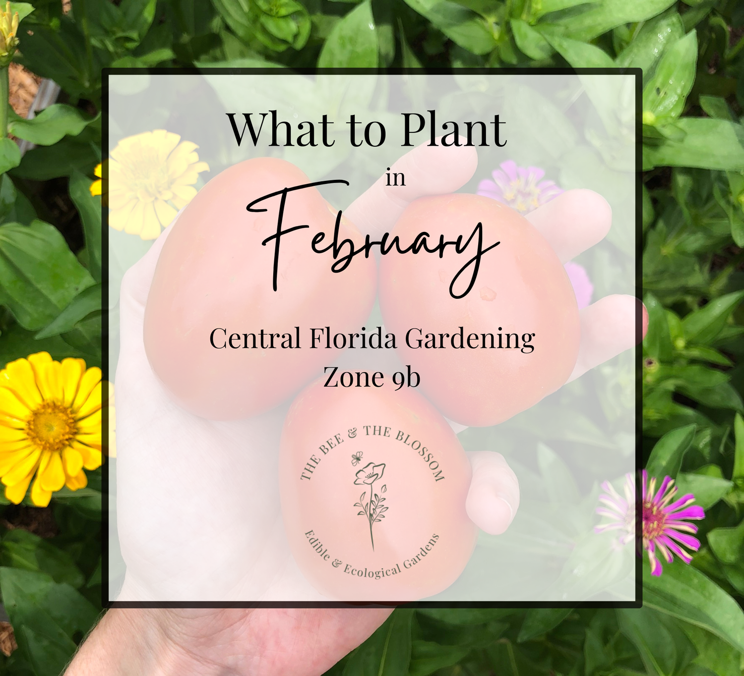 February Garden: What to Plant in Zone 9 — The Bee & the Blossom