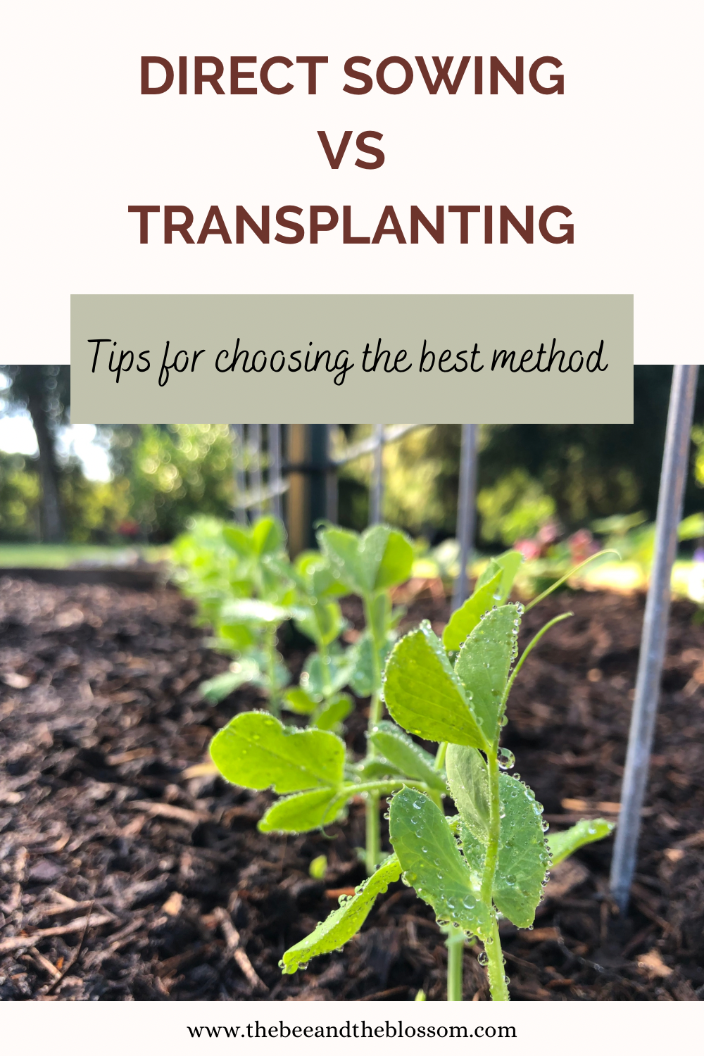 Seed Starting 101 (Part 1): Direct Sow vs Transplant — The Bee & the ...