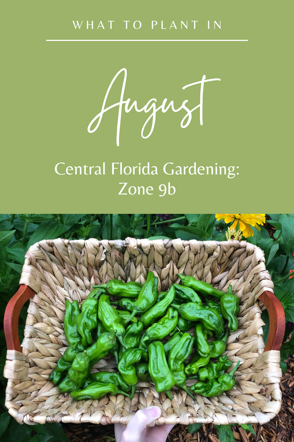 The Garden in August: what to plant in your zone 9 garden — The Bee ...