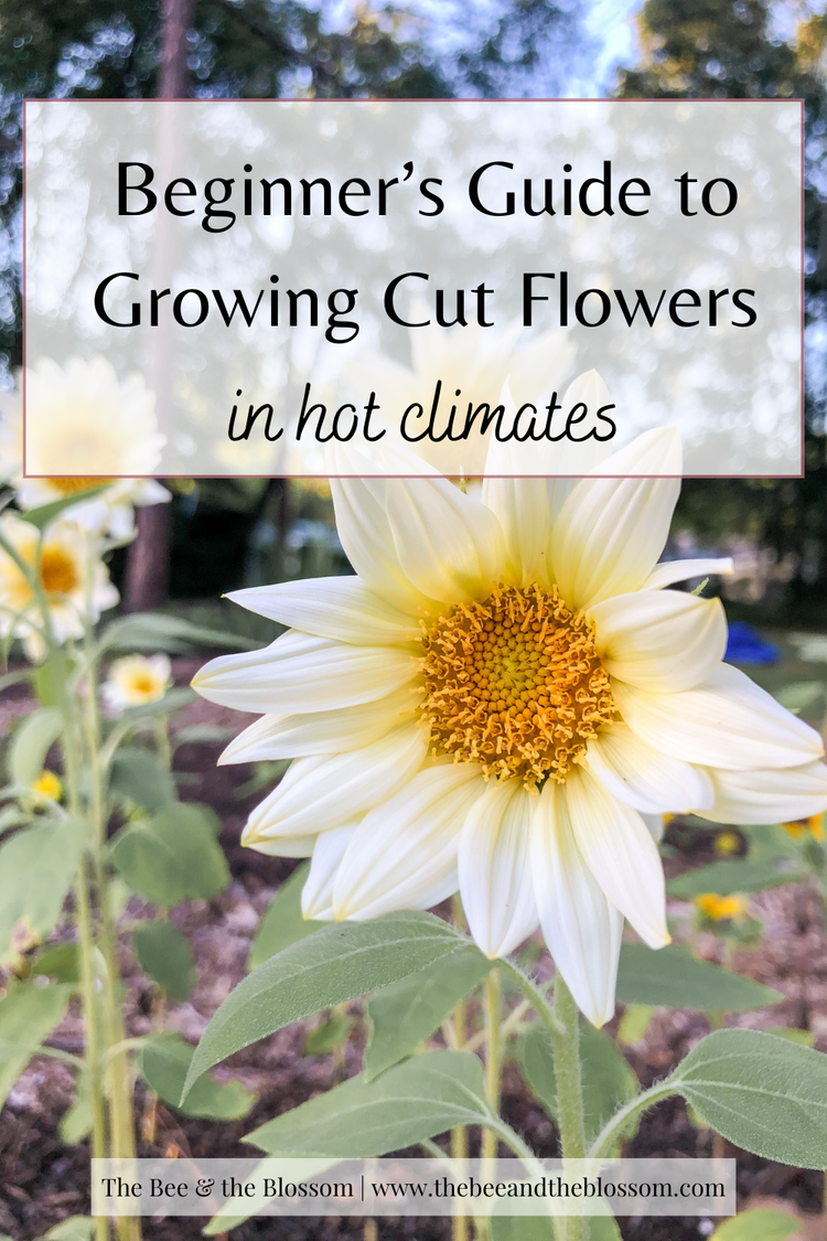 How to Grow Cut Flowers in Hot Climates — The Bee & the Blossom