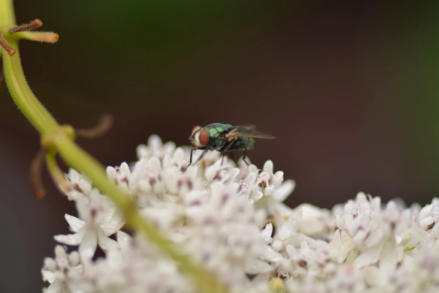 5 Things You Can Do to Help Save Pollinators — The Bee & the Blossom